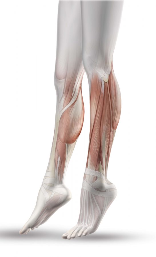 CALAMBRES MUSCULARES - Tessari